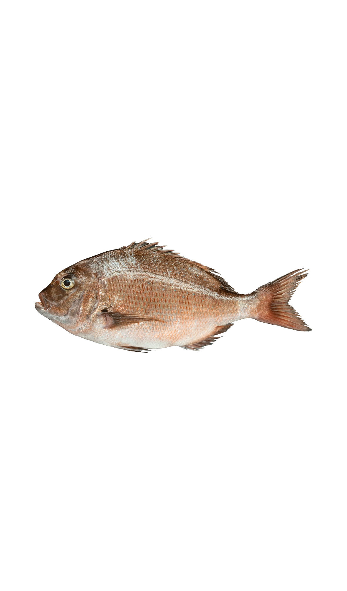 International Taste Institute - ITQI - KIMAGRO FISHFARMING LTD | Levantina Fish - Japanese Seabream
